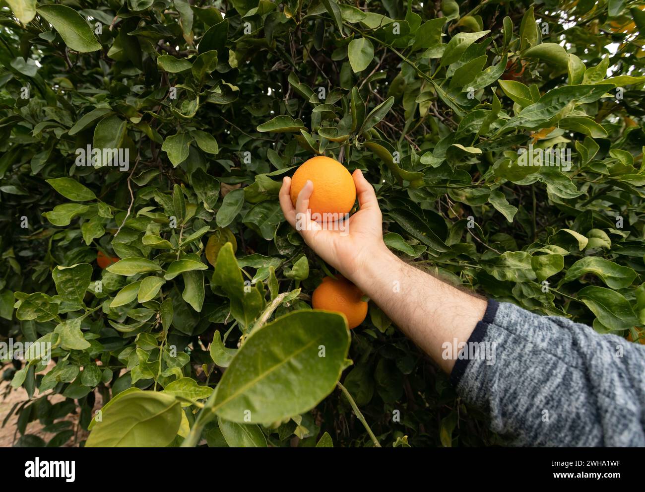 Male Hand Picking Ripe Orange Fruit, Citrus from Tree. Harvesting ...
