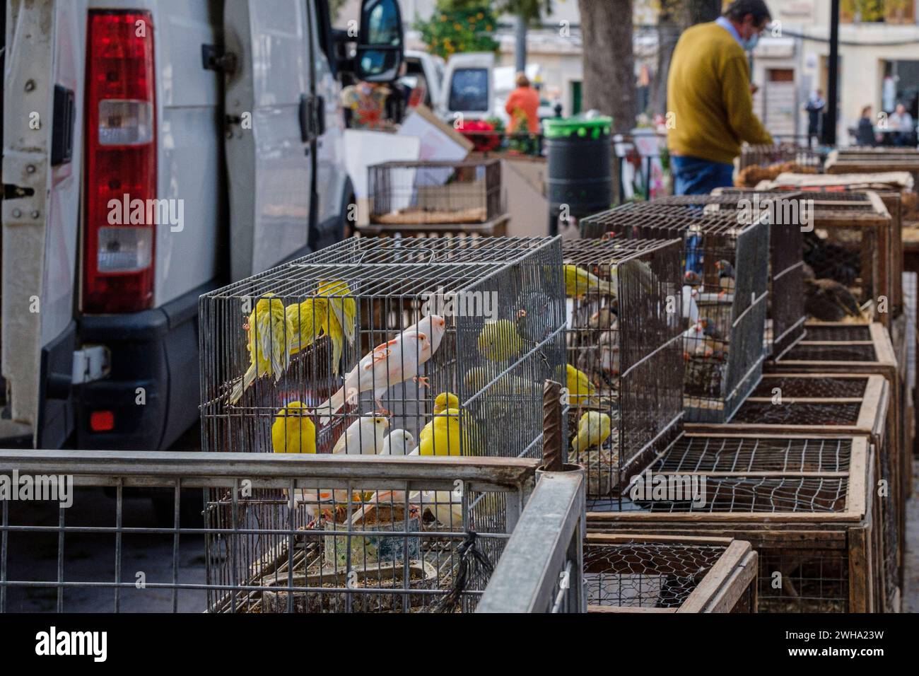 cage with canaries for sale, weekly market, Sineu, Mallorca, Balearic ...