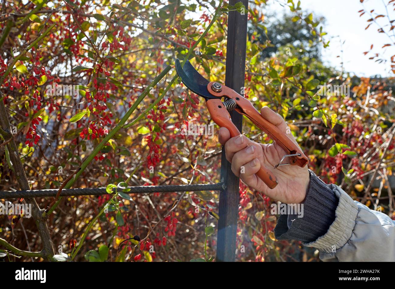 Woman gardening in backyard. Womans hands with secateurs cutting off ...