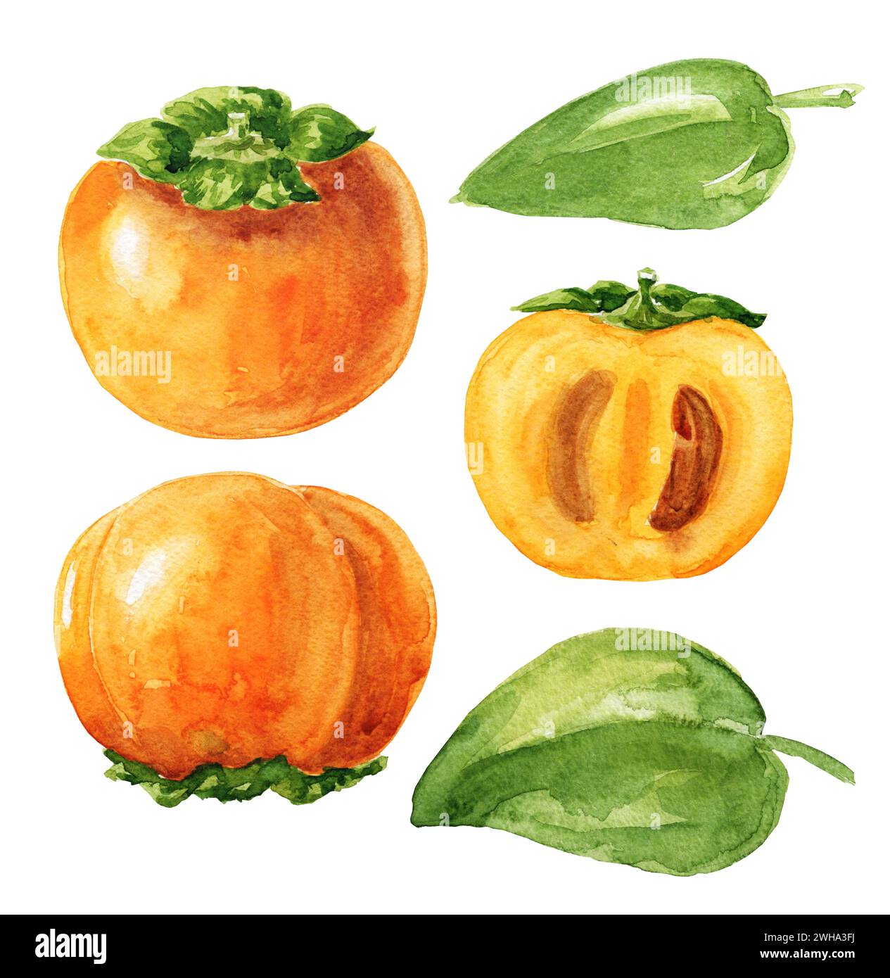 Hand drawn watercolor persimmon set with green leaves, isolated on ...