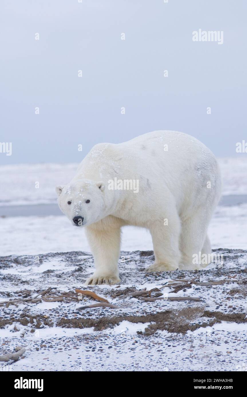polar bear, Ursus maritimus, Boar neck thicker then head on a barrier ...