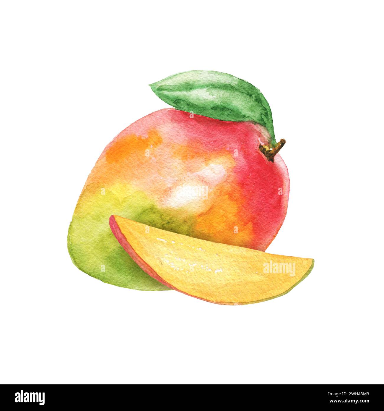 Hand drawn watercolor mango composition isolated on white background ...