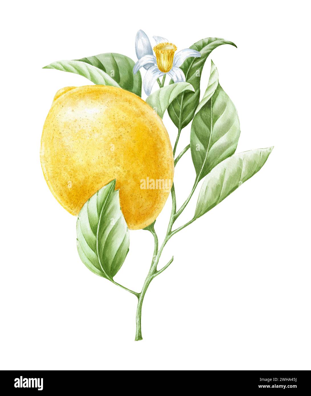 Lemon on a branch with leaves and flowers. Botanical illumination Stock ...