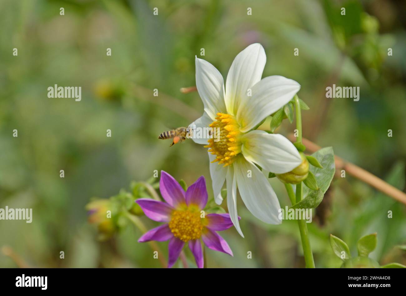 Cycle of blooming hi-res stock photography and images - Alamy