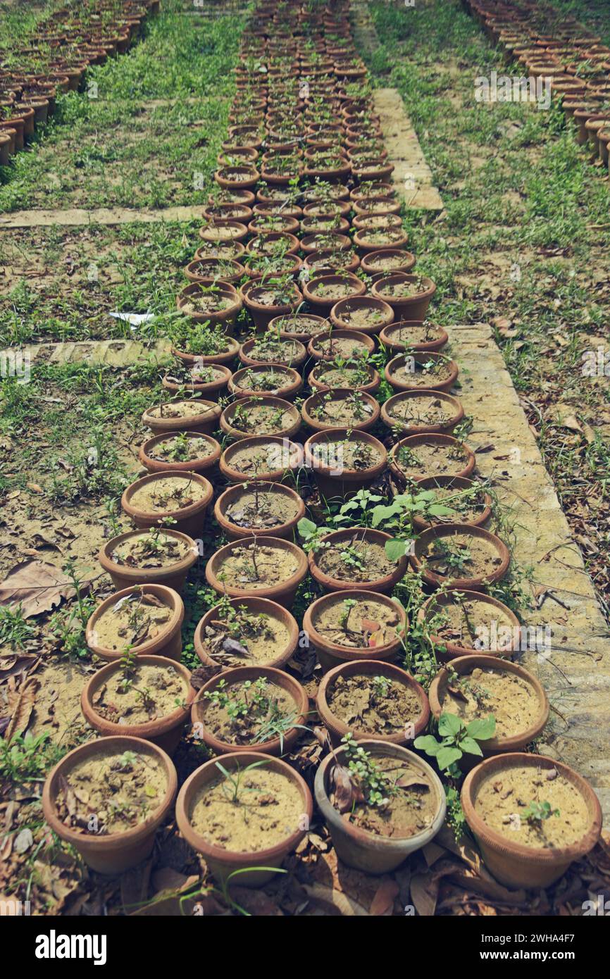 clay pots with plants in a row at Sundar nursury, Delhi, India Stock ...