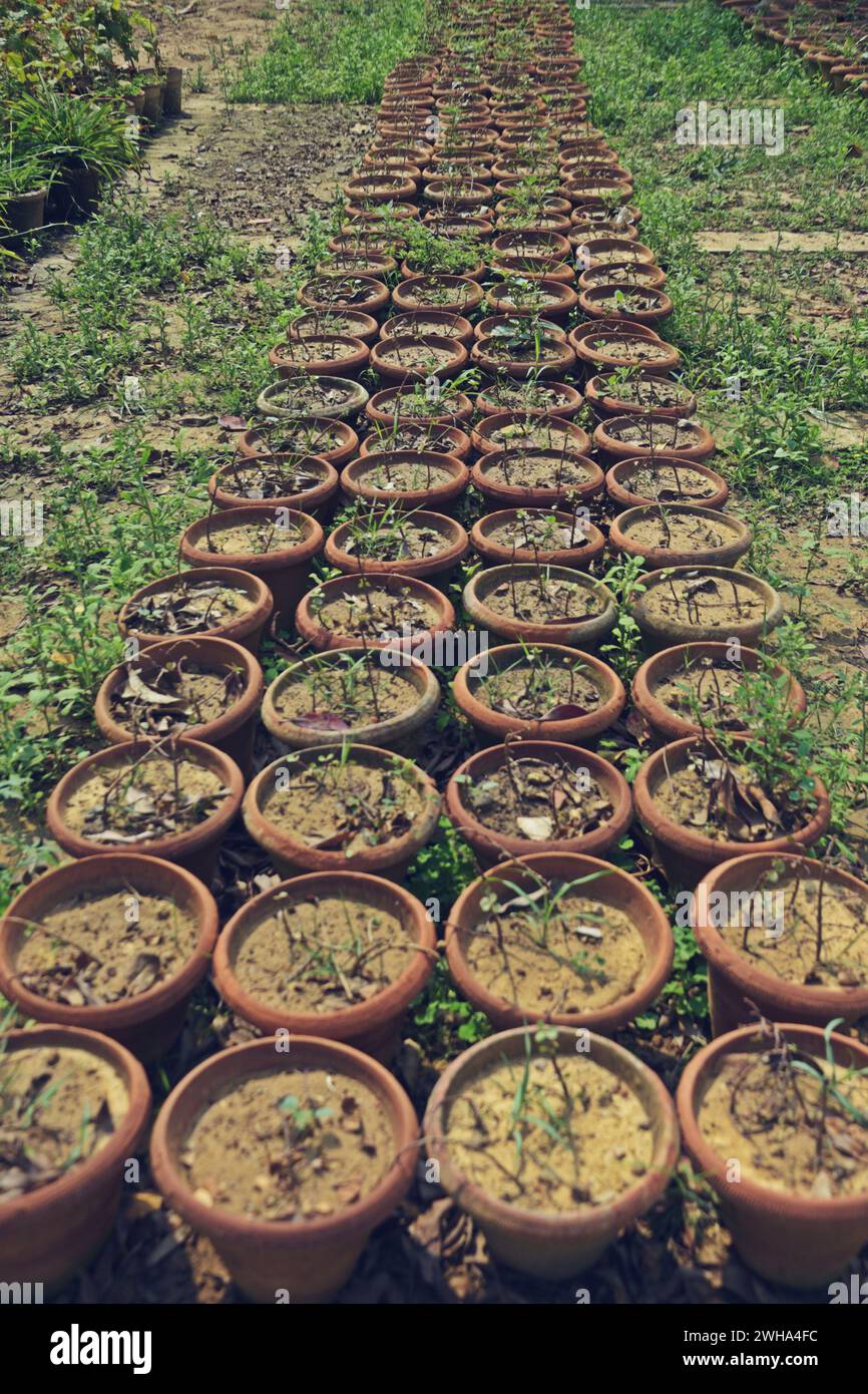 clay pots with plants in a row at Sundar nursury, Delhi, India Stock ...