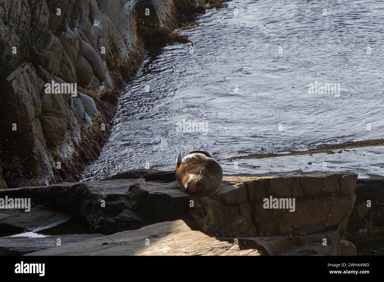Australian fur seal sunbathing on Kangaroo Island, South Australia ...