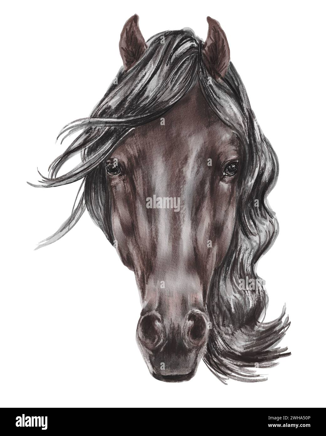 Black horse portrait, full face. Animal illustration Stock Photo - Alamy