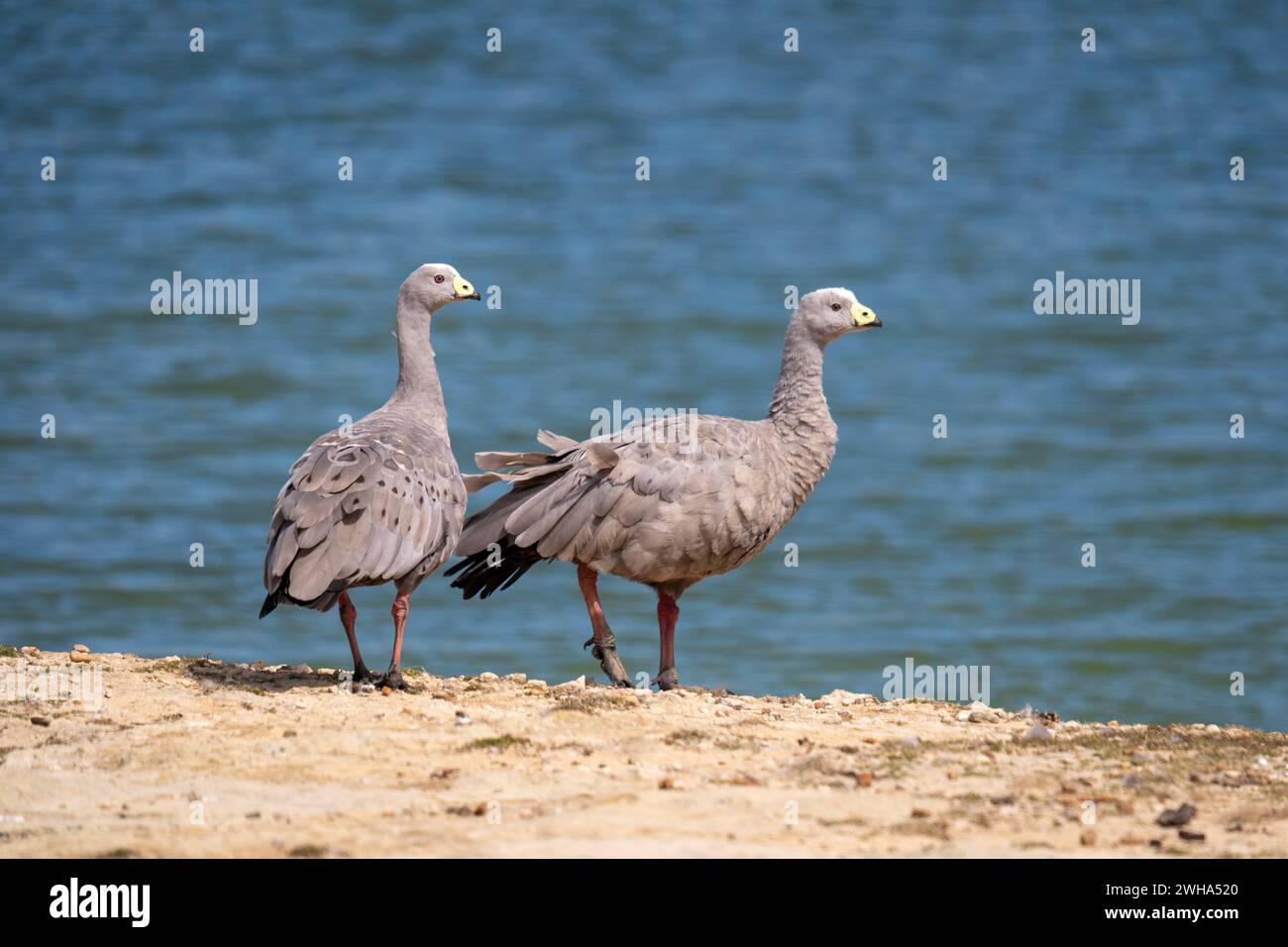 A pair of Cape Barren geese (pig geese) by the lagoon. Hanson Bay ...