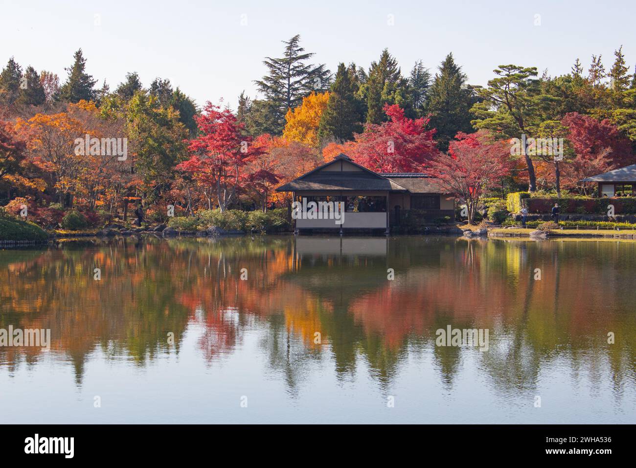 Panoramic Autumn view at the Japanese Garden of Showa Kinen Koen or ...