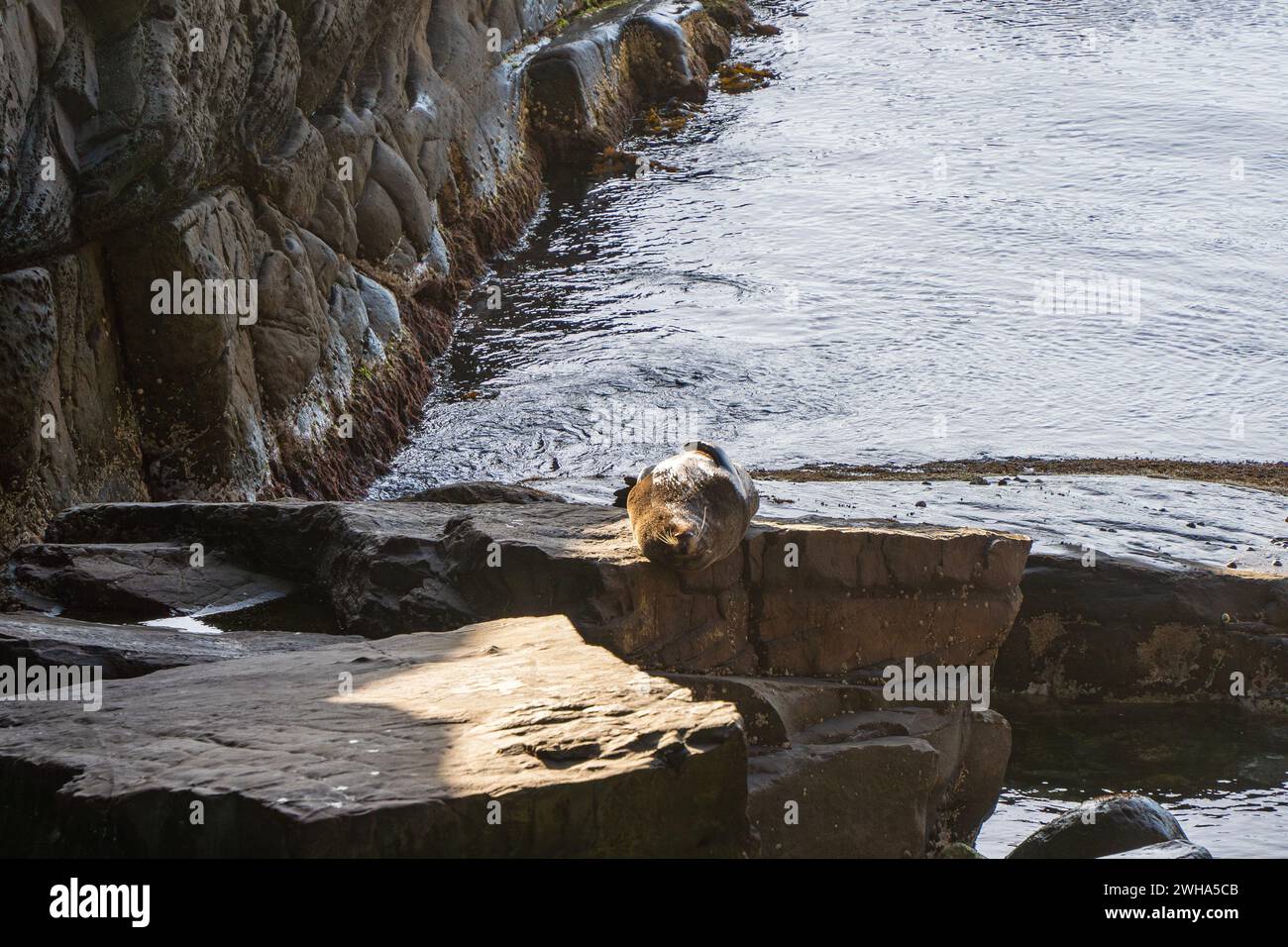 Australian fur seal sunbathing on Kangaroo Island, South Australia ...