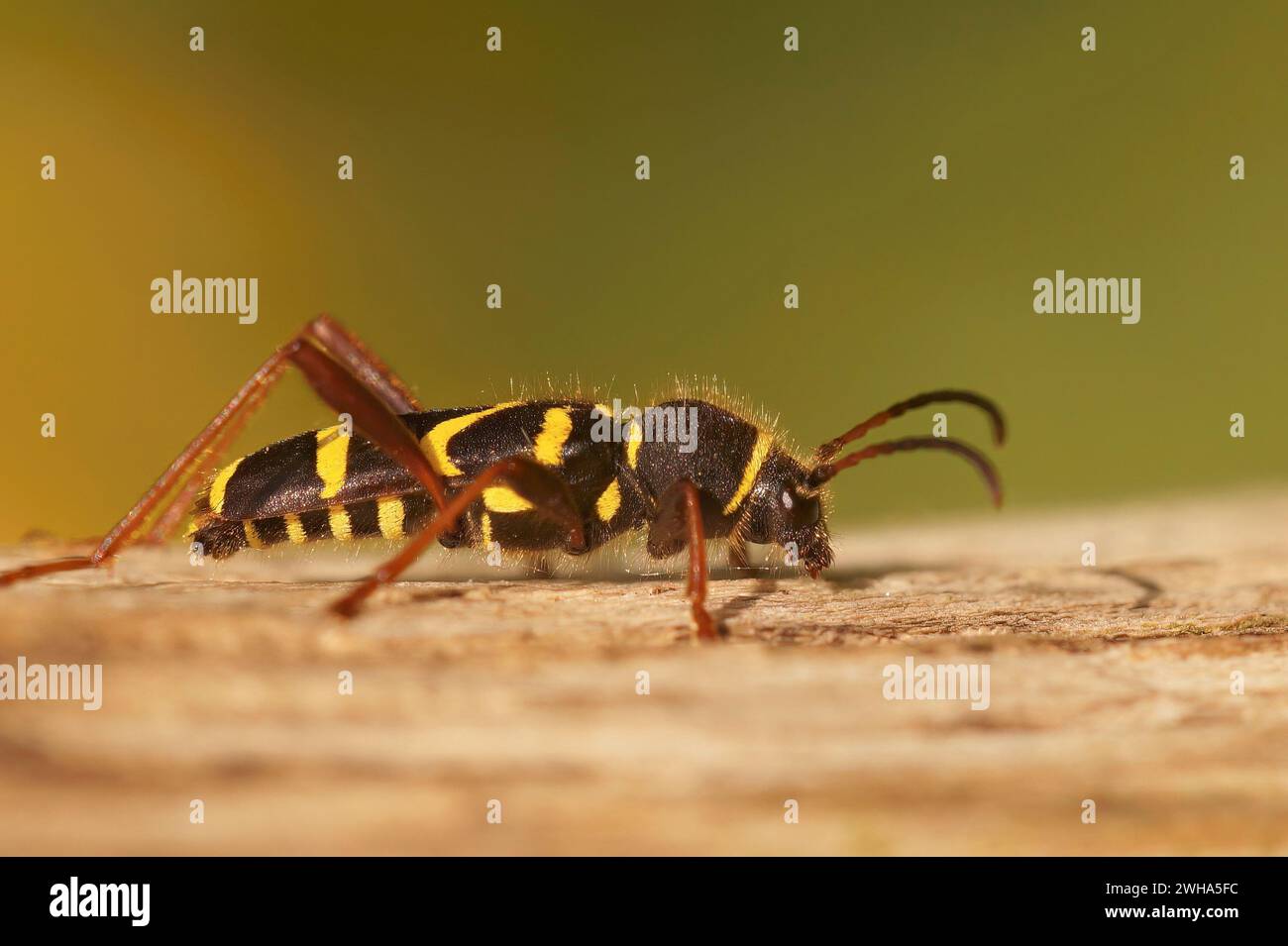 Natural closeup on a colorful harmless wasp-mimicking longhorn beetle ...