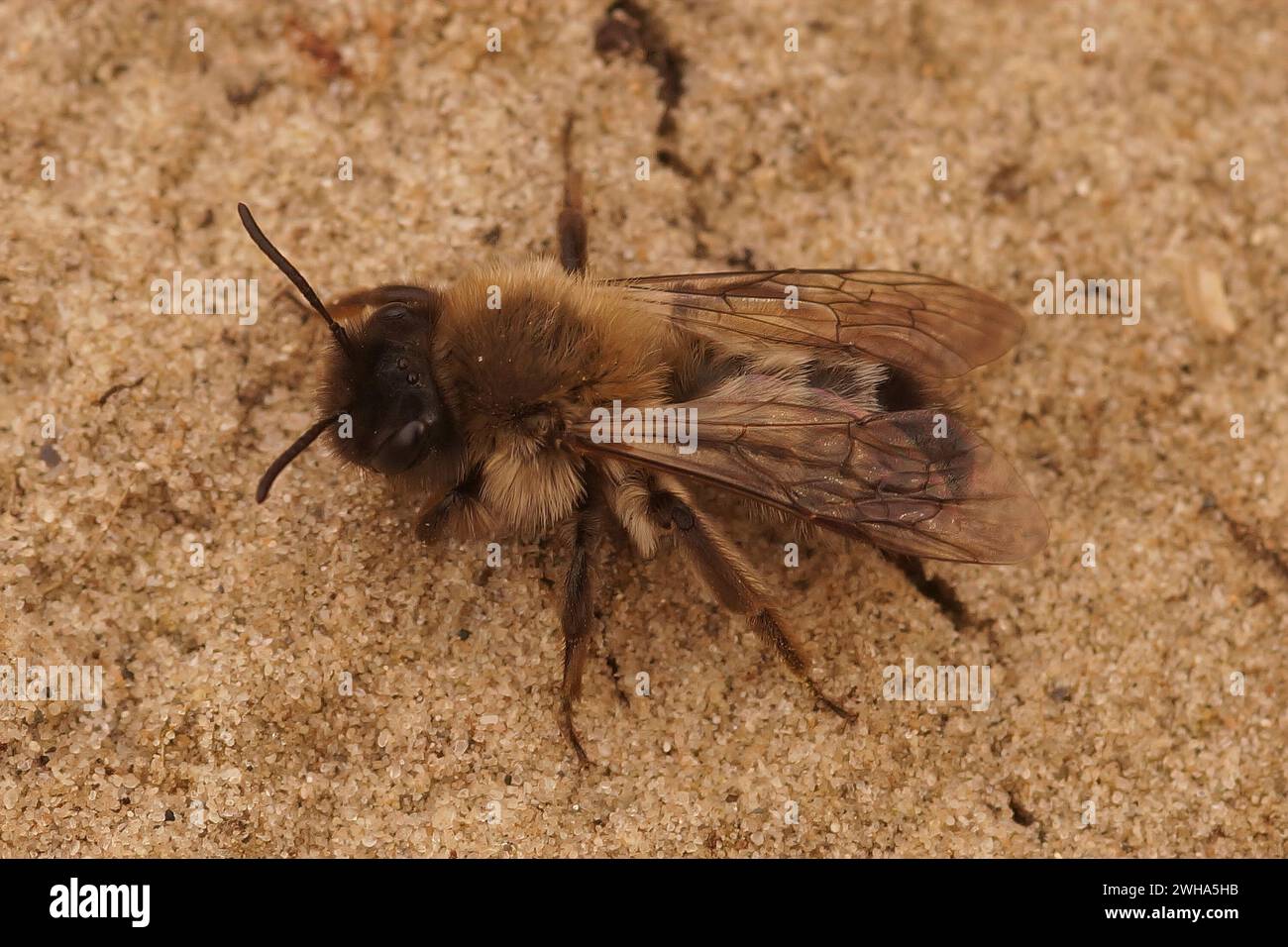 Natural closeup on a white fluffy female of the endangered Dawn mining ...