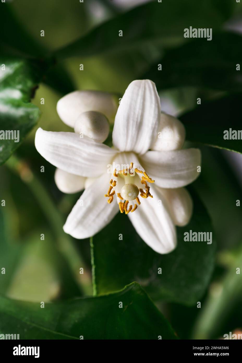 Beautiful white flower of pomelo citrus fruit on the branch of the tree ...