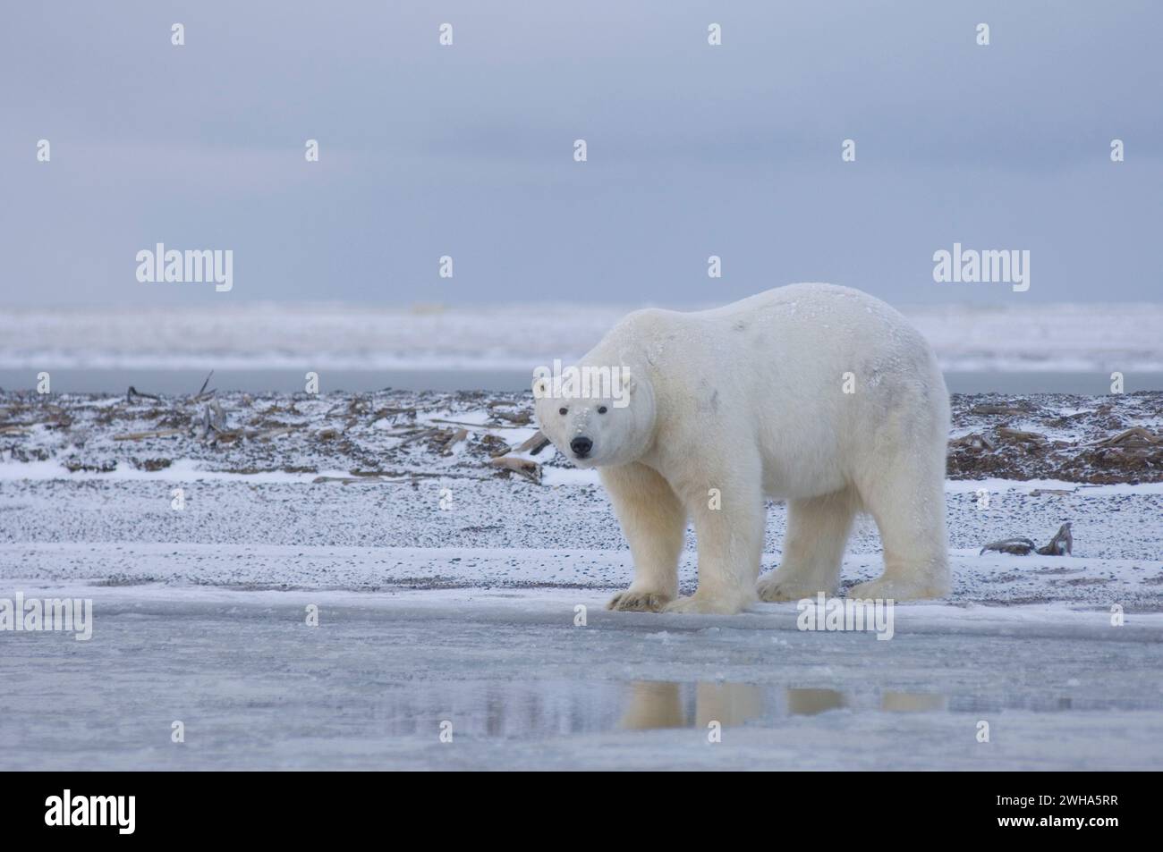 polar bear, Ursus maritimus, Boar neck thicker then head on a barrier ...