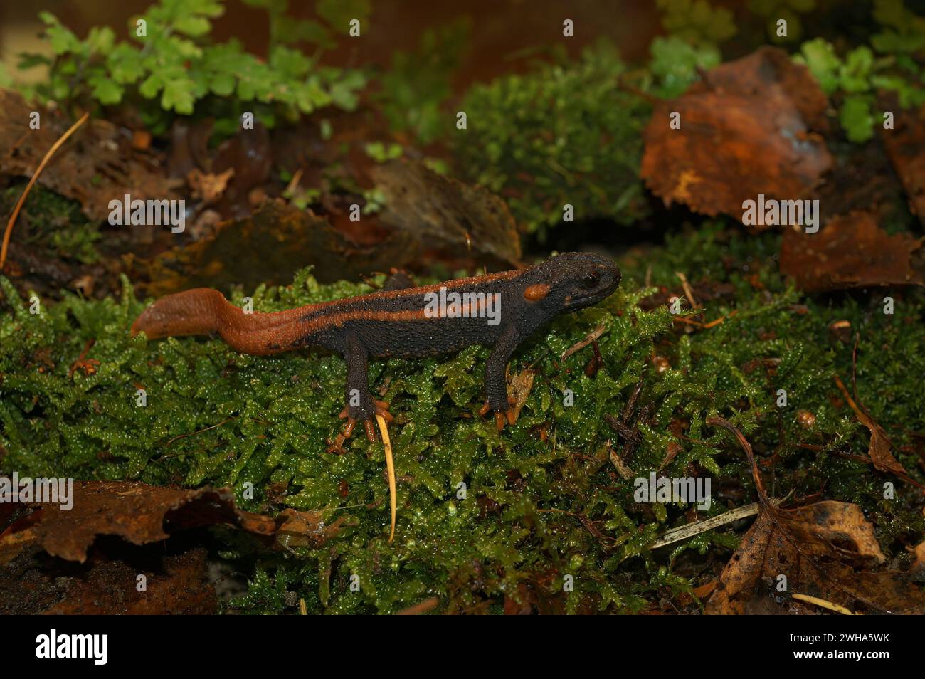 Red knobby newt hi-res stock photography and images - Alamy