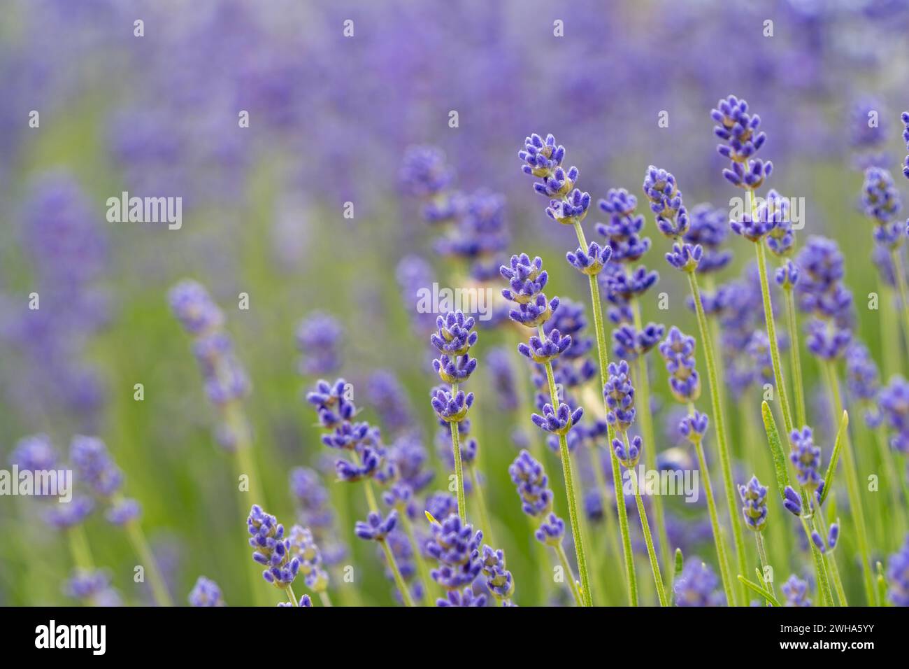 Emu Bay Lavender Farm, Kangaroo Island, South Australia Stock Photo - Alamy