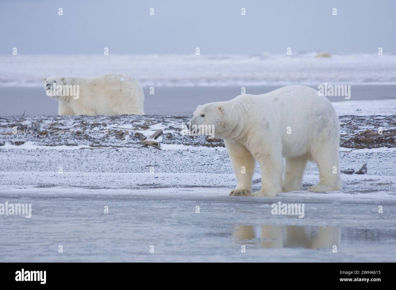 polar bear, Ursus maritimus, Boar neck thicker then head and sow on a ...