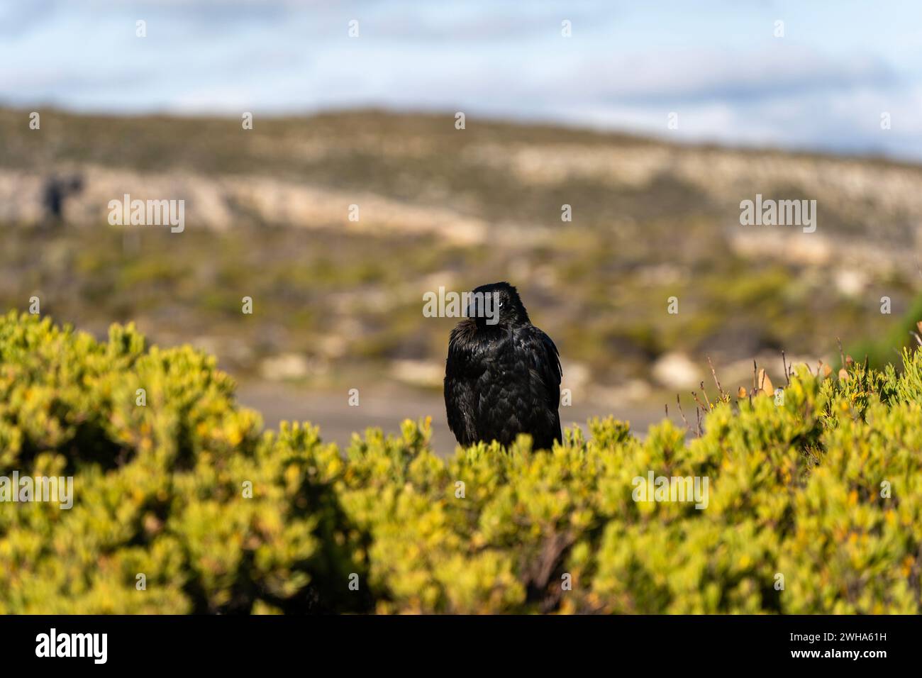 A raven (carrion crow) perching on a bush Stock Photo - Alamy