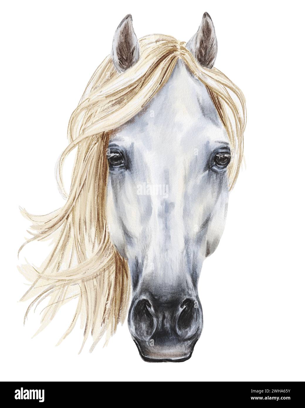 Beautiful horse face Cut Out Stock Images & Pictures - Alamy
