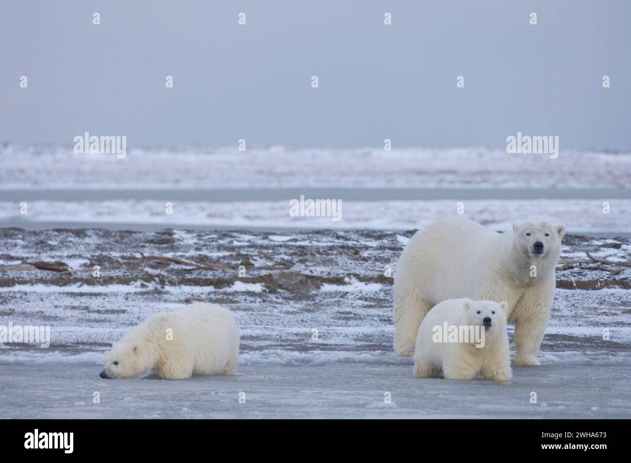 polar bears Ursus maritimus sow and koy spring cubs in a lagoon along a barrier island kaktovik ...