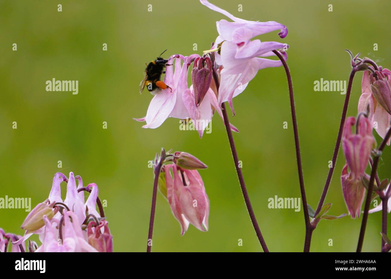 Mesmerizing insects hi-res stock photography and images - Alamy