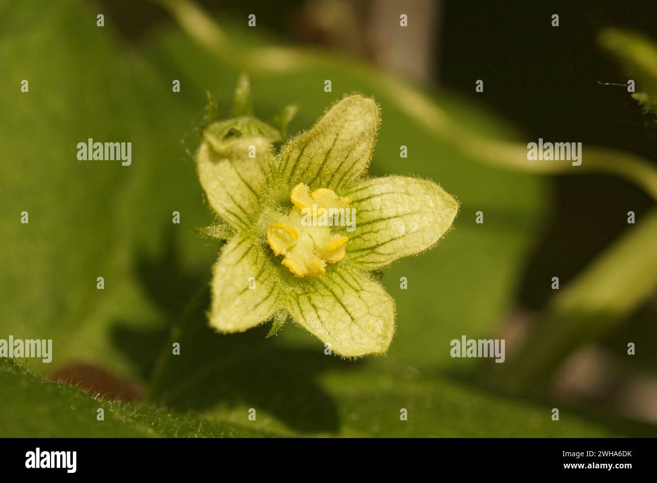Natural closeup on a green flowering White bryony, Bryonia dioica ...
