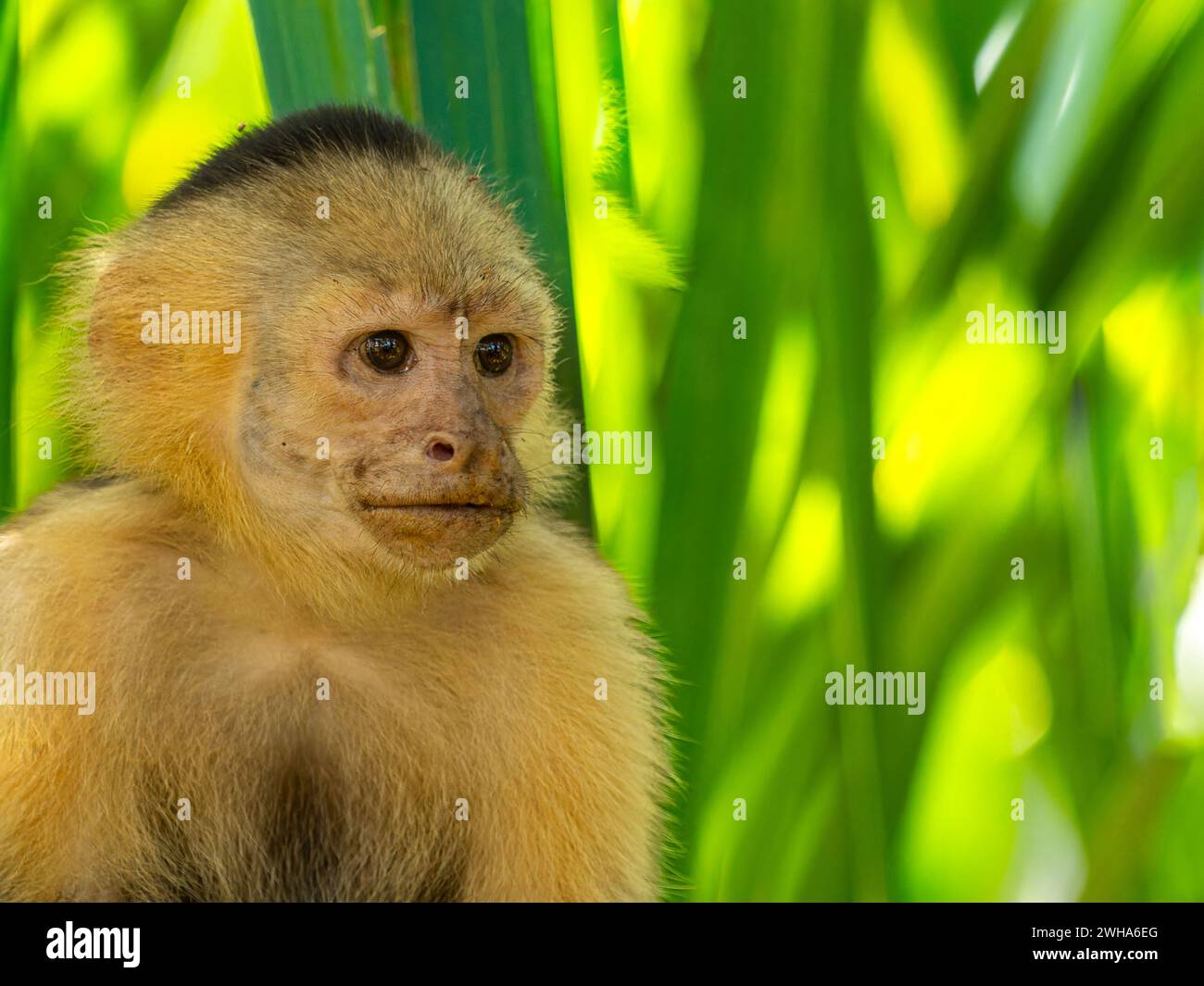 Curious monkey sits in front of palm leaves. The recording location was ...