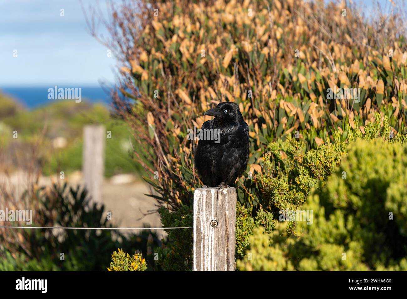 A raven (carrion crow) perching on a bush Stock Photo - Alamy