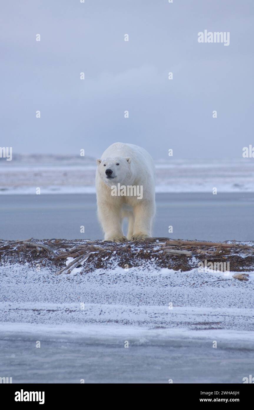 polar bear, Ursus maritimus, Boar neck thicker then head on a barrier ...