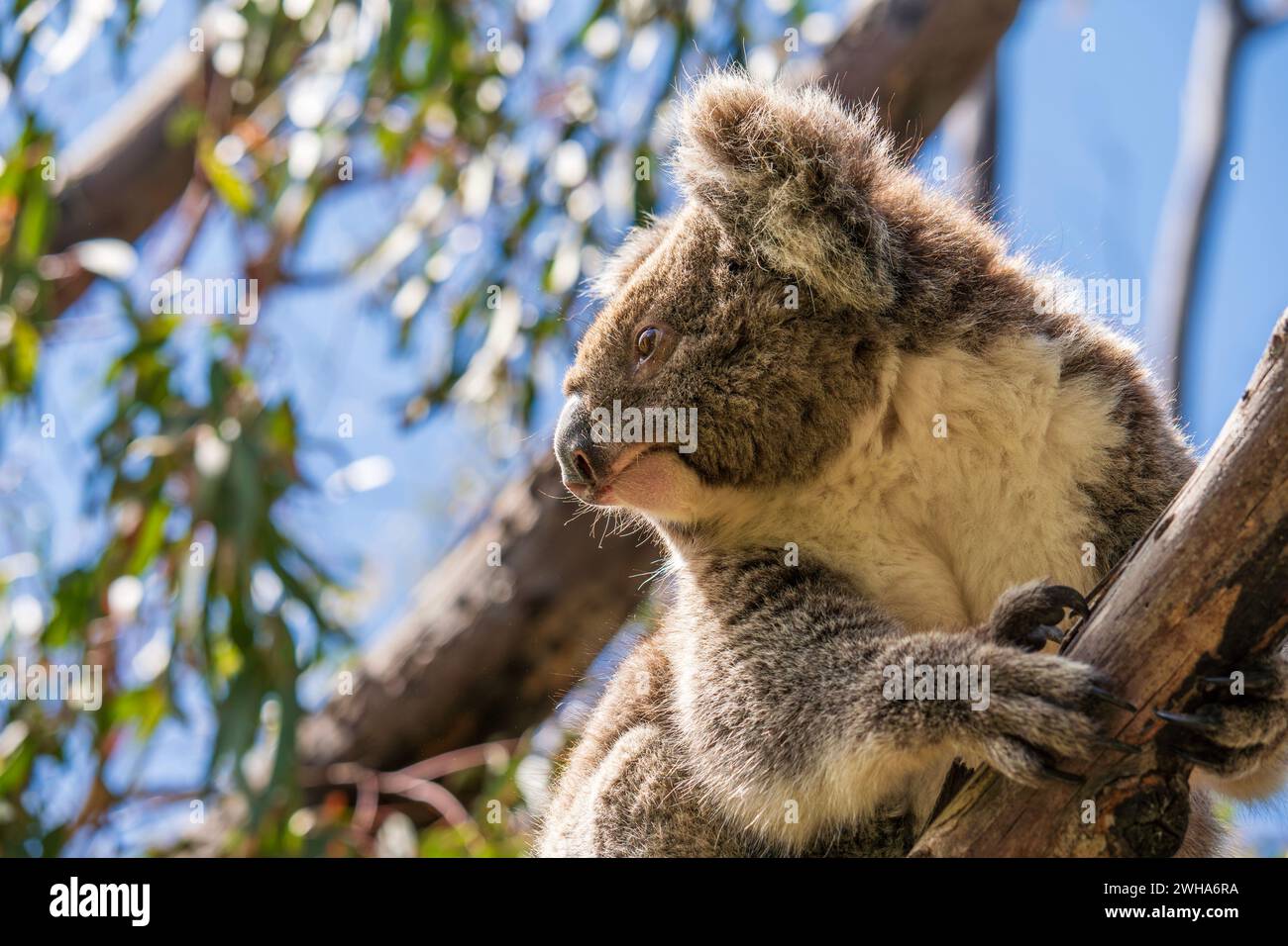 Wild koala on the tree. Hanson Bay, Kangaroo Island, South Australia Stock Photo - Alamy