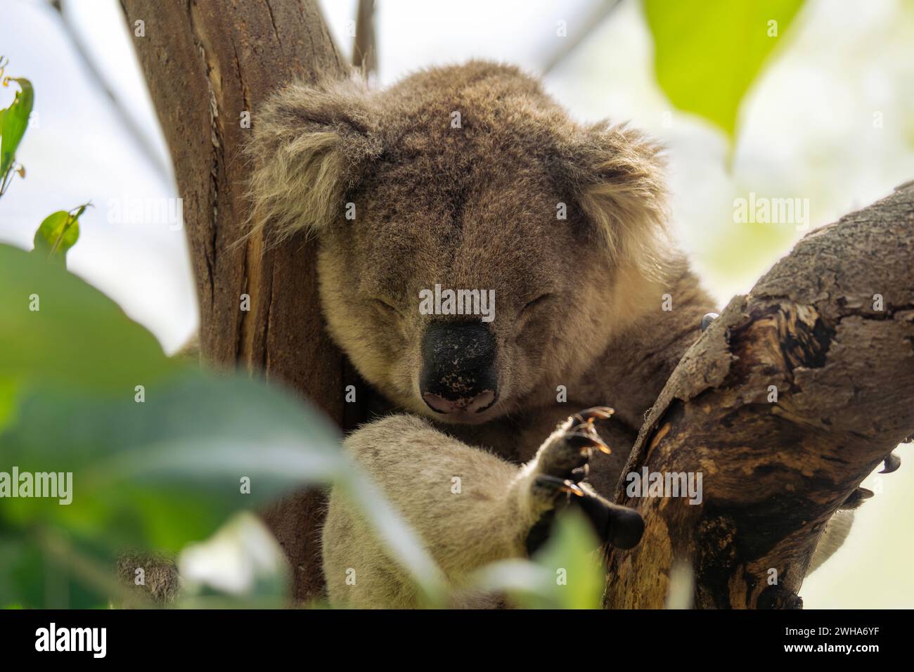 Wild koala sleeping on the tree. Hanson Bay, Kangaroo Island, South Australia Stock Photo - Alamy