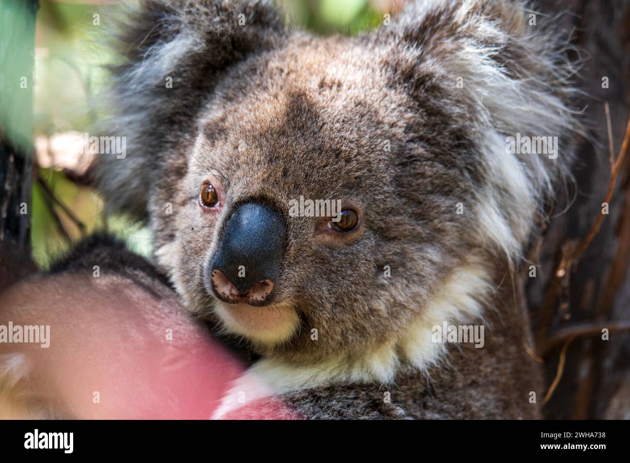 Wild koala on the tree. Hanson Bay, Kangaroo Island, South Australia Stock Photo - Alamy