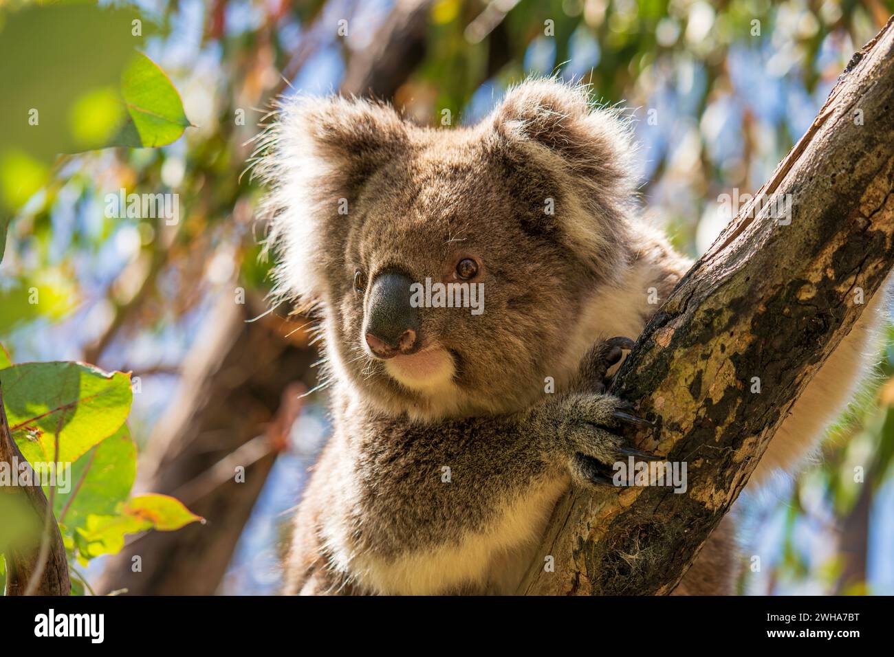 Hanson bay wildlife sanctuary hi-res stock photography and images - Alamy