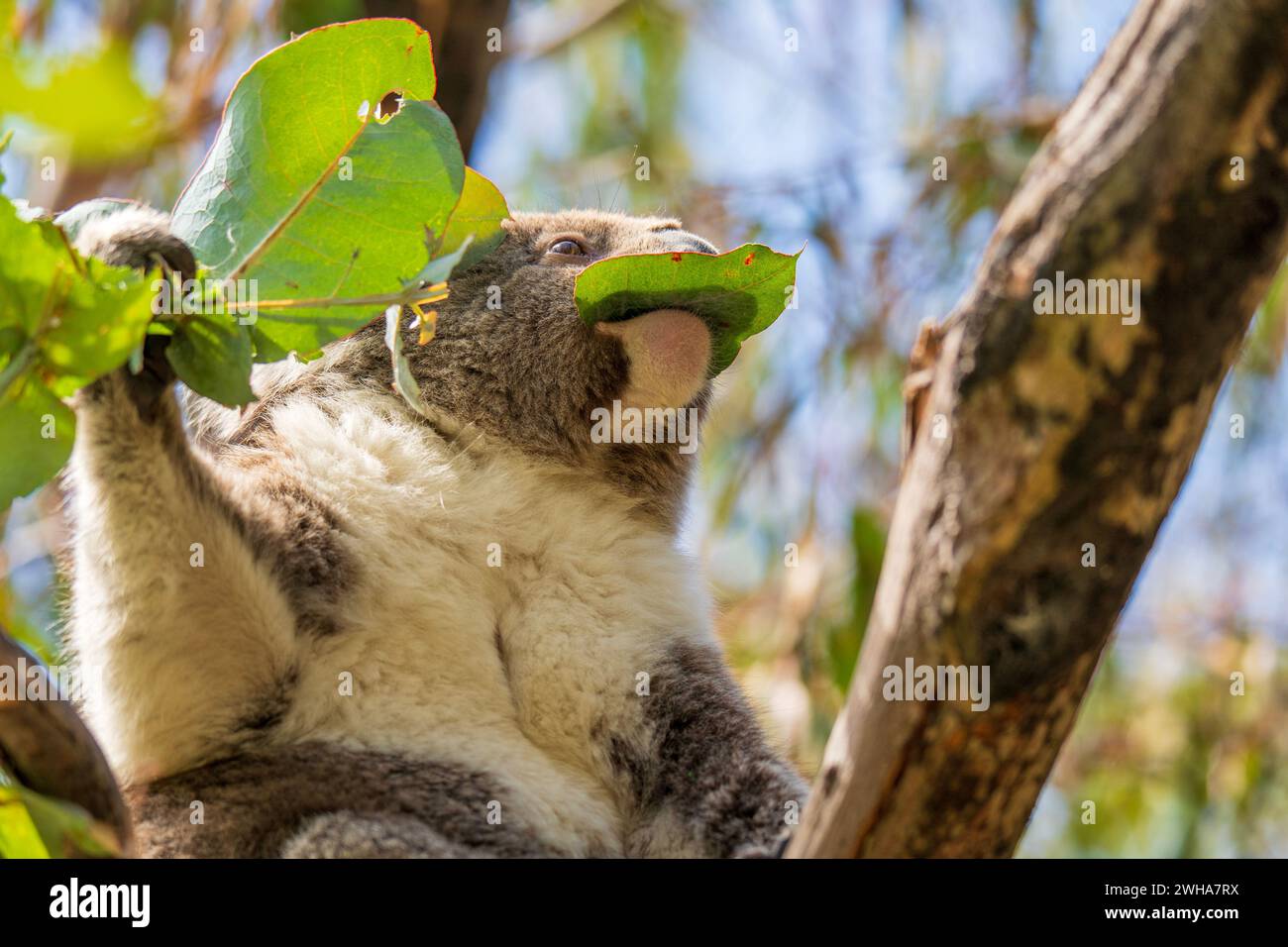 Koala eating leaves in the wild. Hanson Bay, Kangaroo Island, South Australia Stock Photo - Alamy