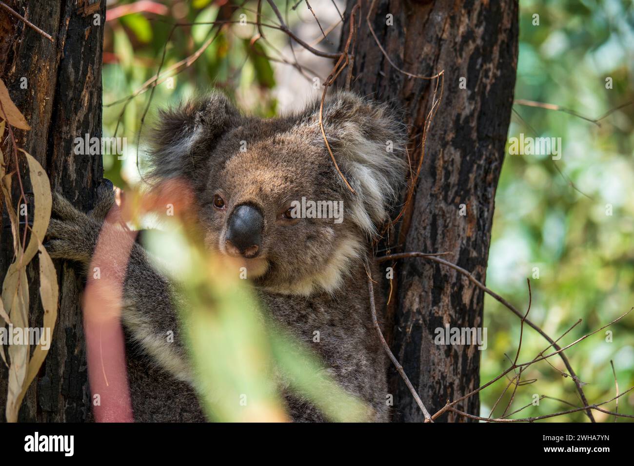 Wild koala on the tree. Hanson Bay, Kangaroo Island, South Australia Stock Photo - Alamy