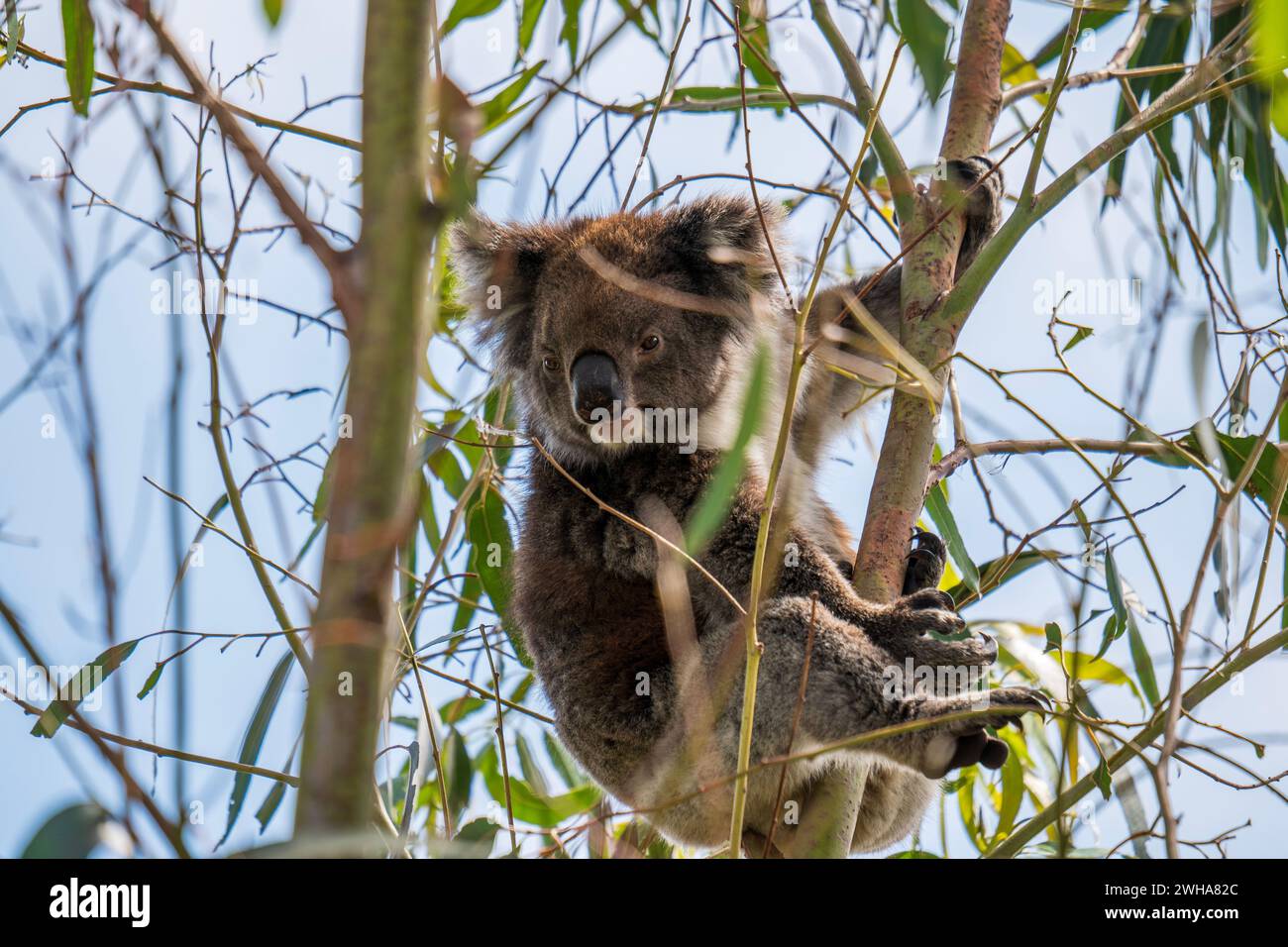Wild koala on the tree. Hanson Bay, Kangaroo Island, South Australia Stock Photo - Alamy