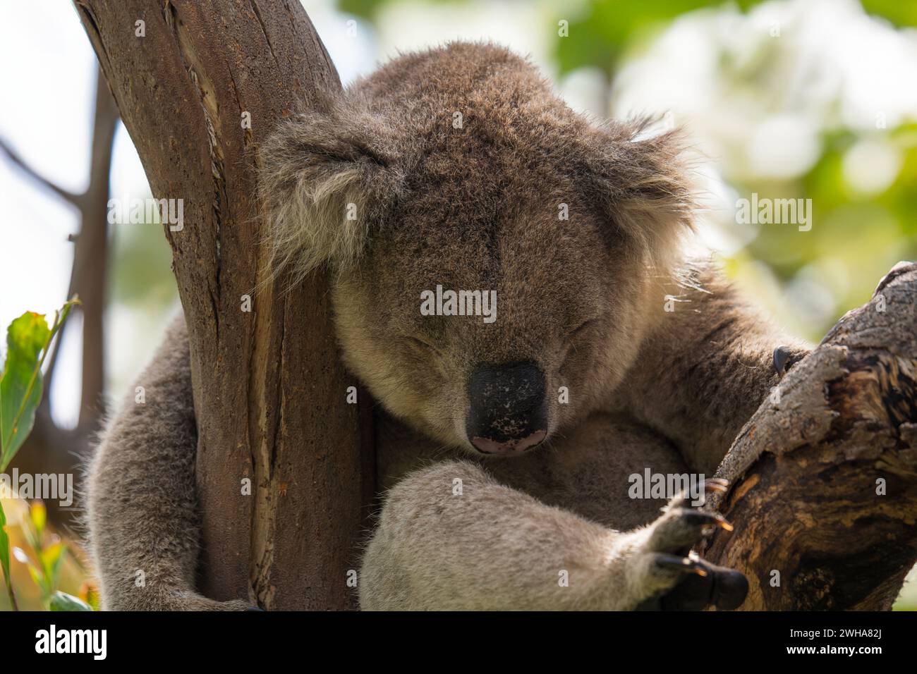 Wild koala sleeping on the tree. Hanson Bay, Kangaroo Island, South Australia Stock Photo - Alamy