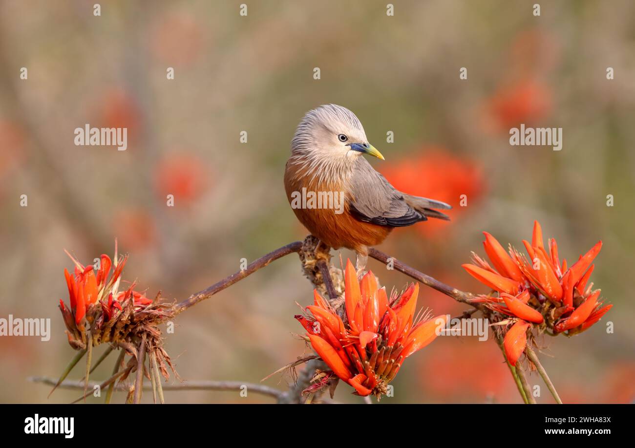 chestnut-tailed starling, also called grey-headed starling and grey ...