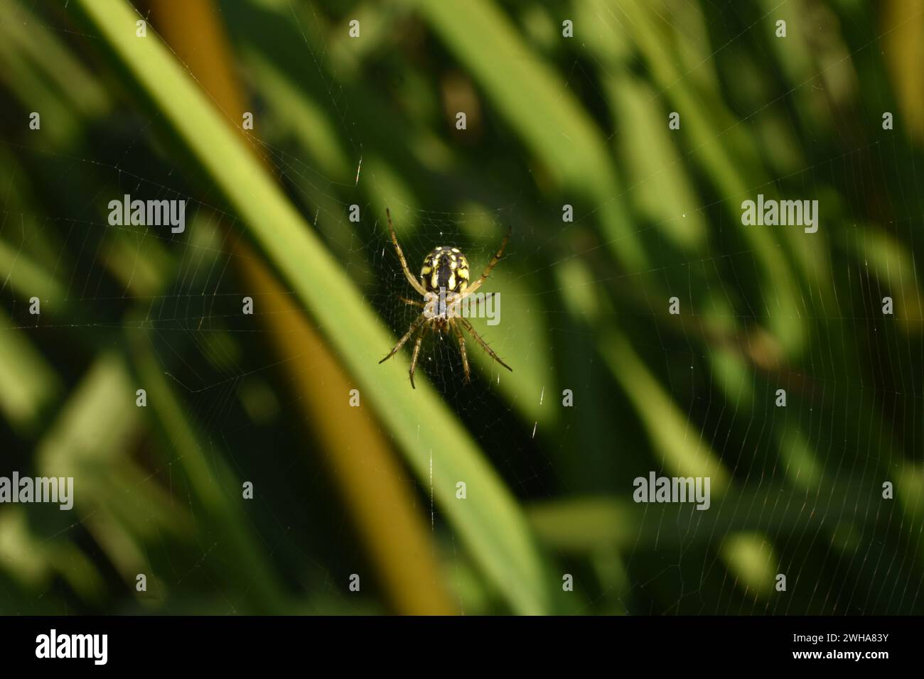A type of orb weaving spider that sits in the center of the web Stock ...