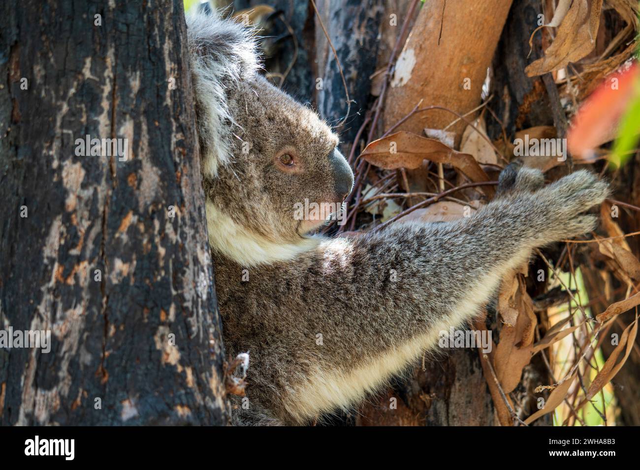 Wild koala on the tree. Hanson Bay, Kangaroo Island, South Australia Stock Photo - Alamy