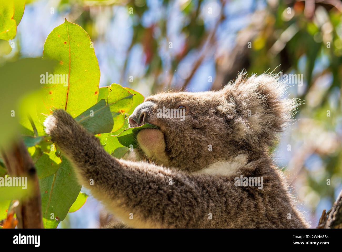 Koala eating leaves in the wild. Hanson Bay, Kangaroo Island, South ...