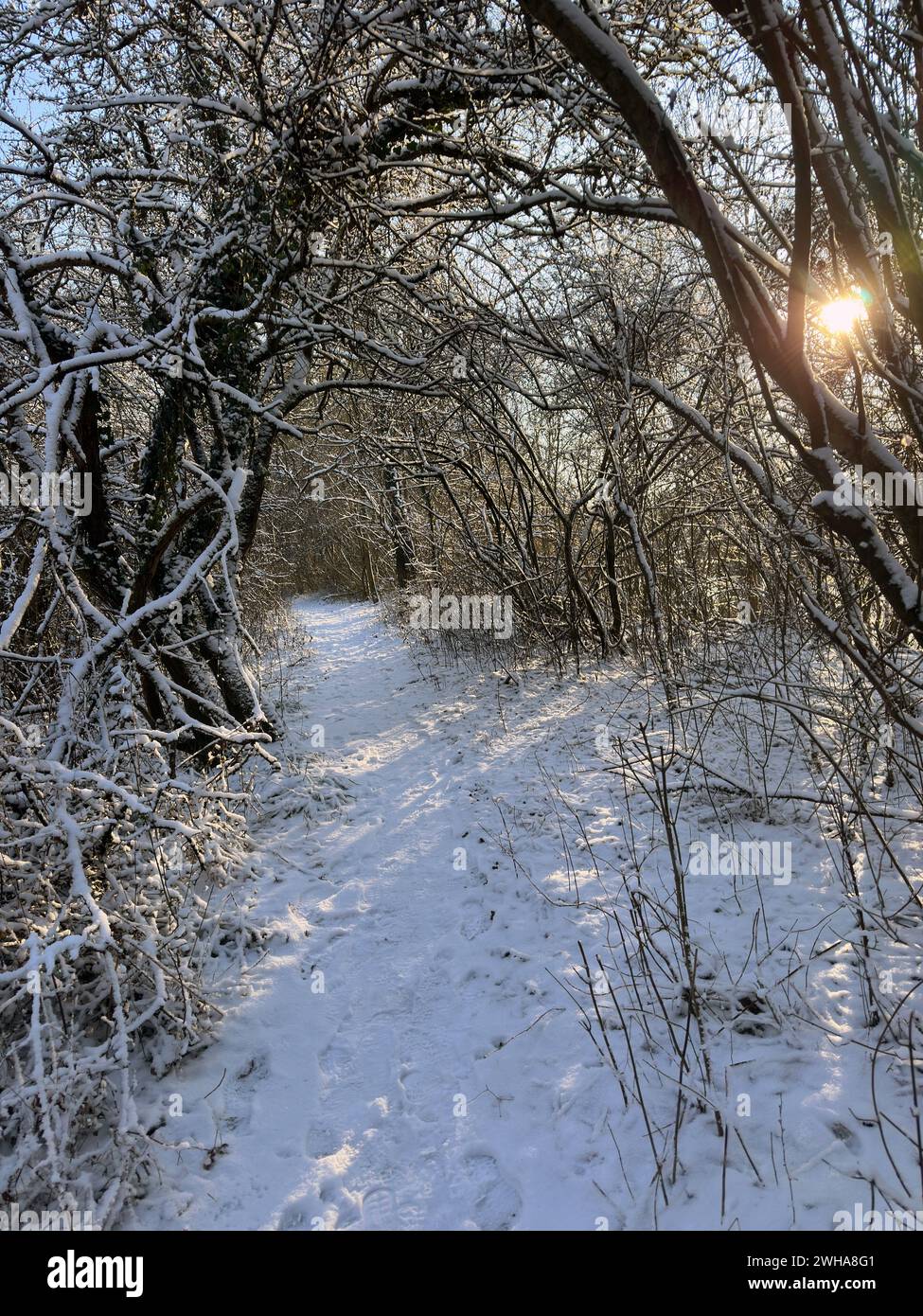 Winter landscape with snow and sunshine Stock Photo - Alamy