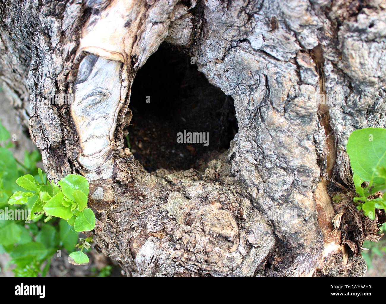 Young shoots around the hollow on the trunk of an old tree Stock Photo ...
