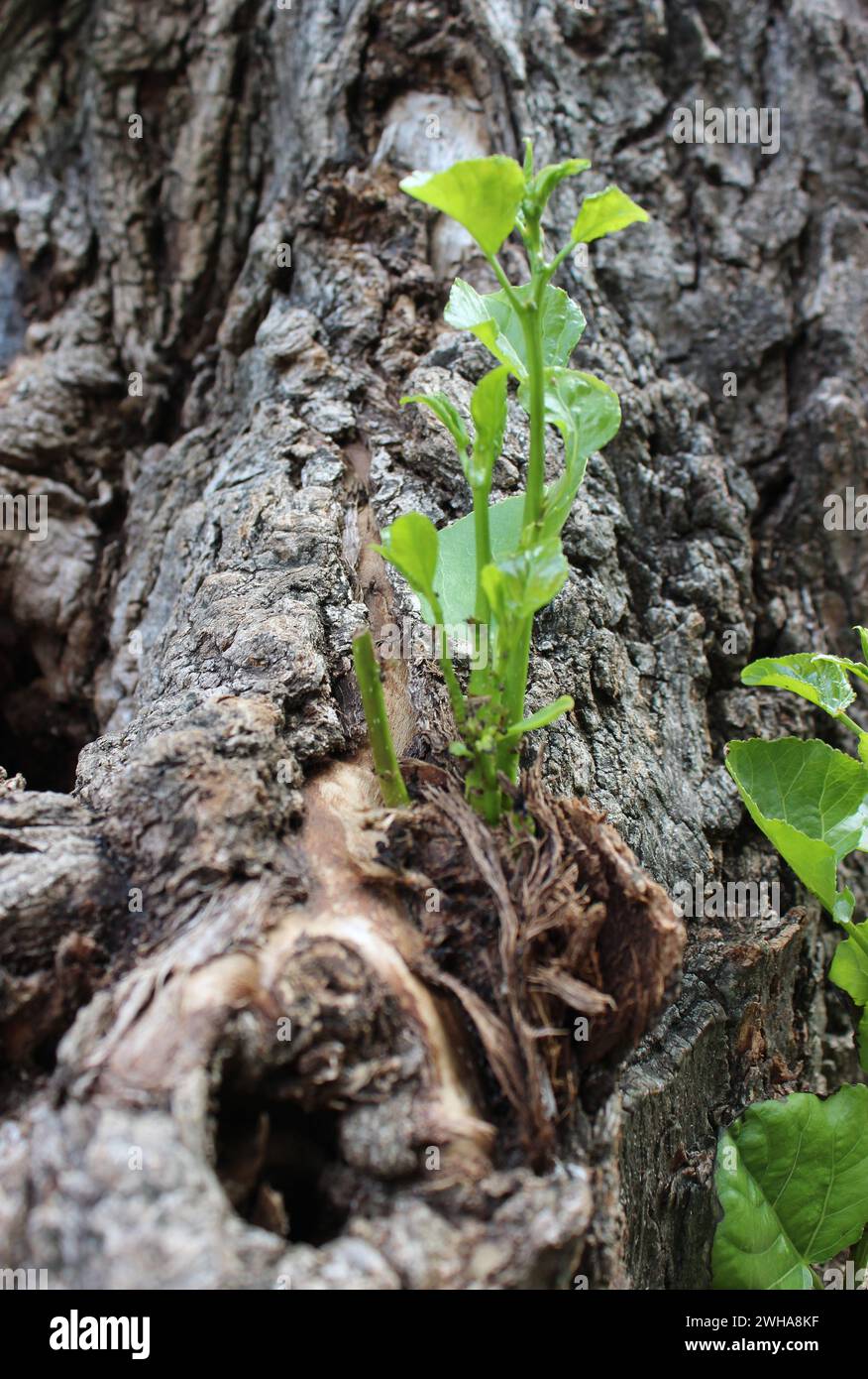 Young green sprouts grow from the root of an old tree with ancient bark ...