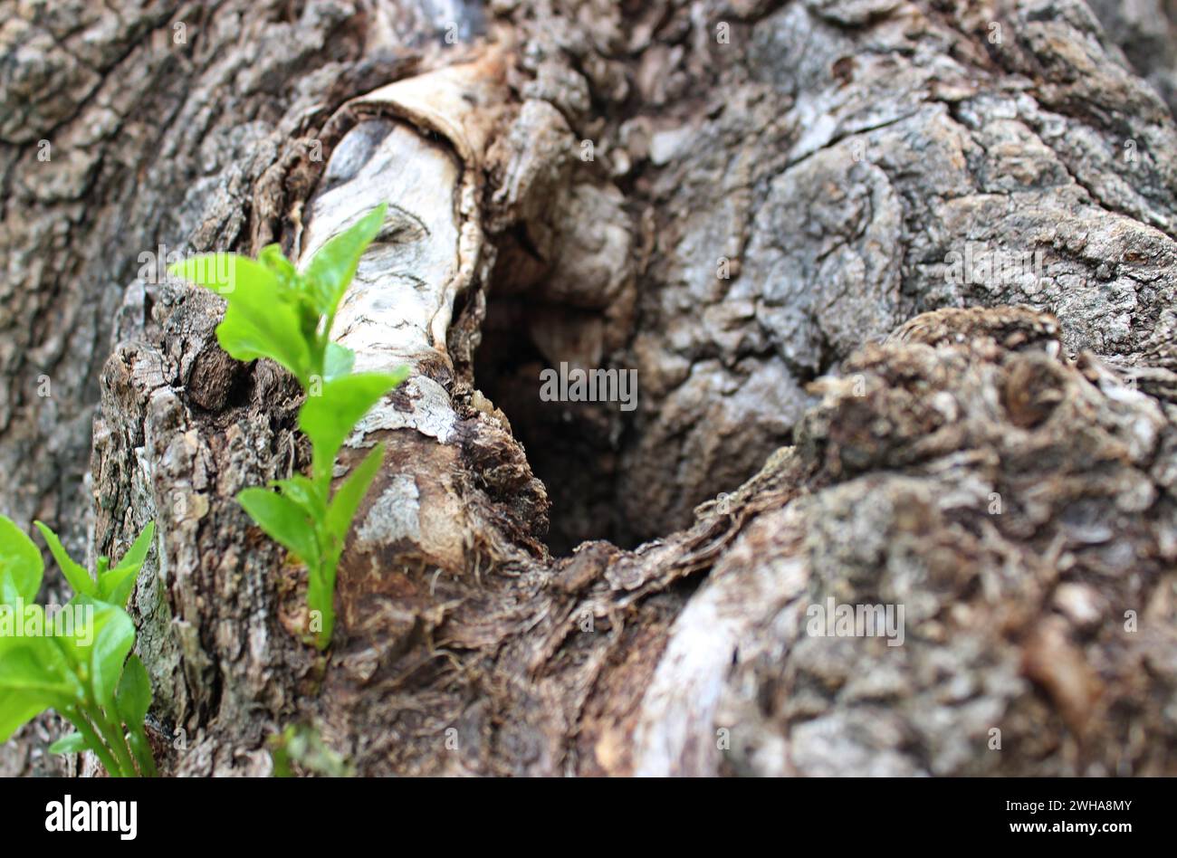 Green shoots break through the dying roots of an aged tree closeup view ...