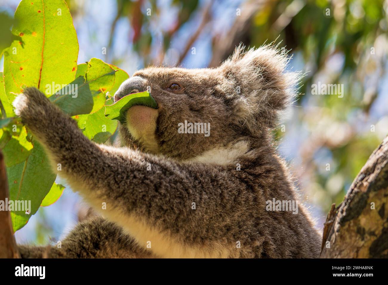 Koala eating leaves in the wild. Hanson Bay, Kangaroo Island, South Australia Stock Photo - Alamy