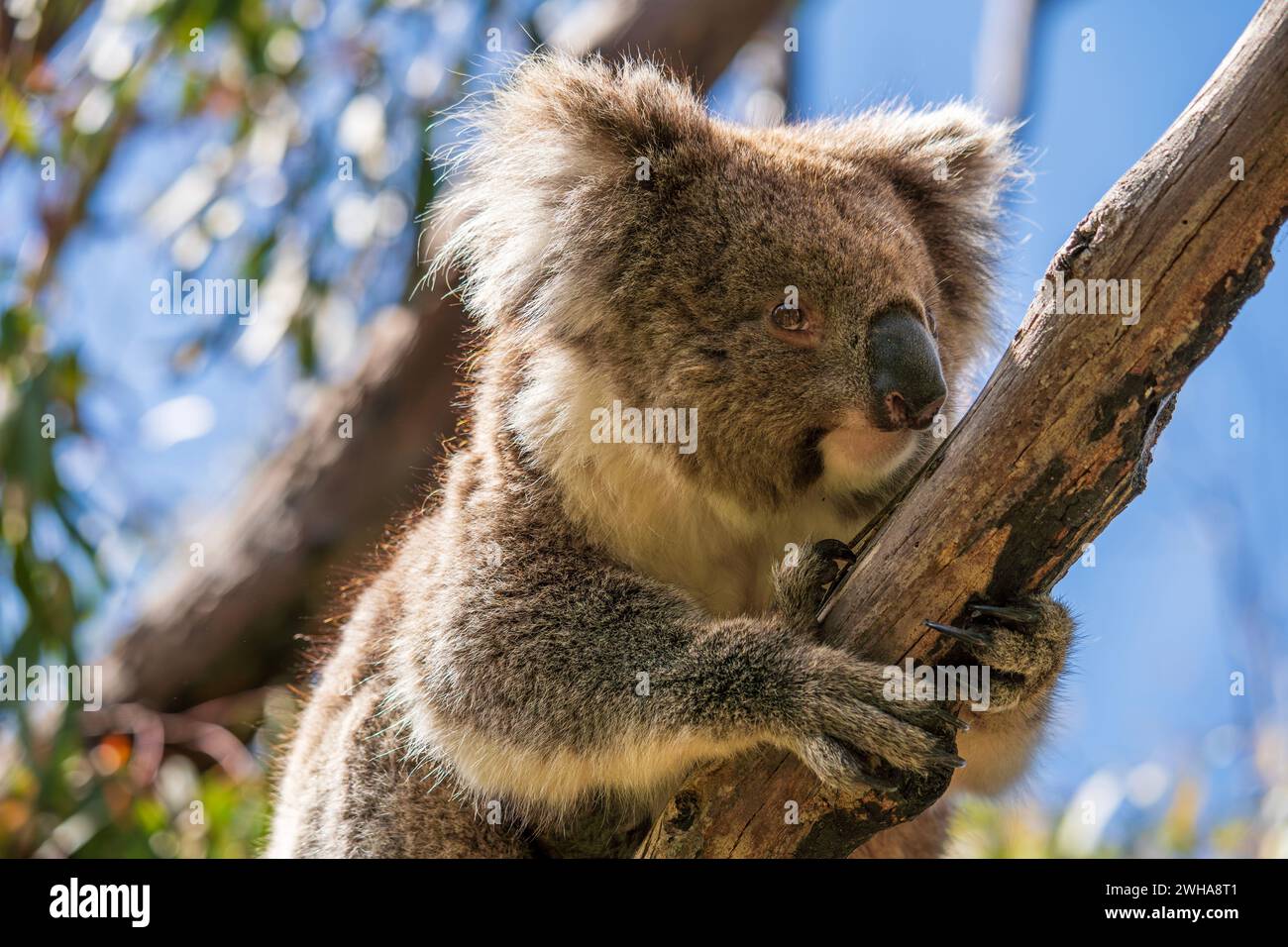 Wild koala on the tree. Hanson Bay, Kangaroo Island, South Australia Stock Photo - Alamy