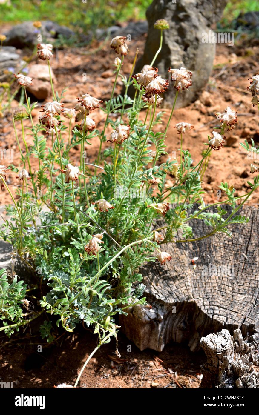 Anthyllis rupestris is a perennial plant endemic to south eastern Spain ...