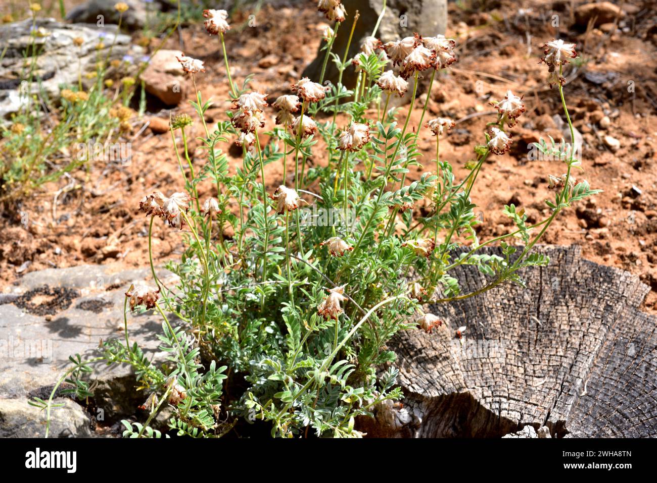 Anthyllis rupestris hi-res stock photography and images - Alamy